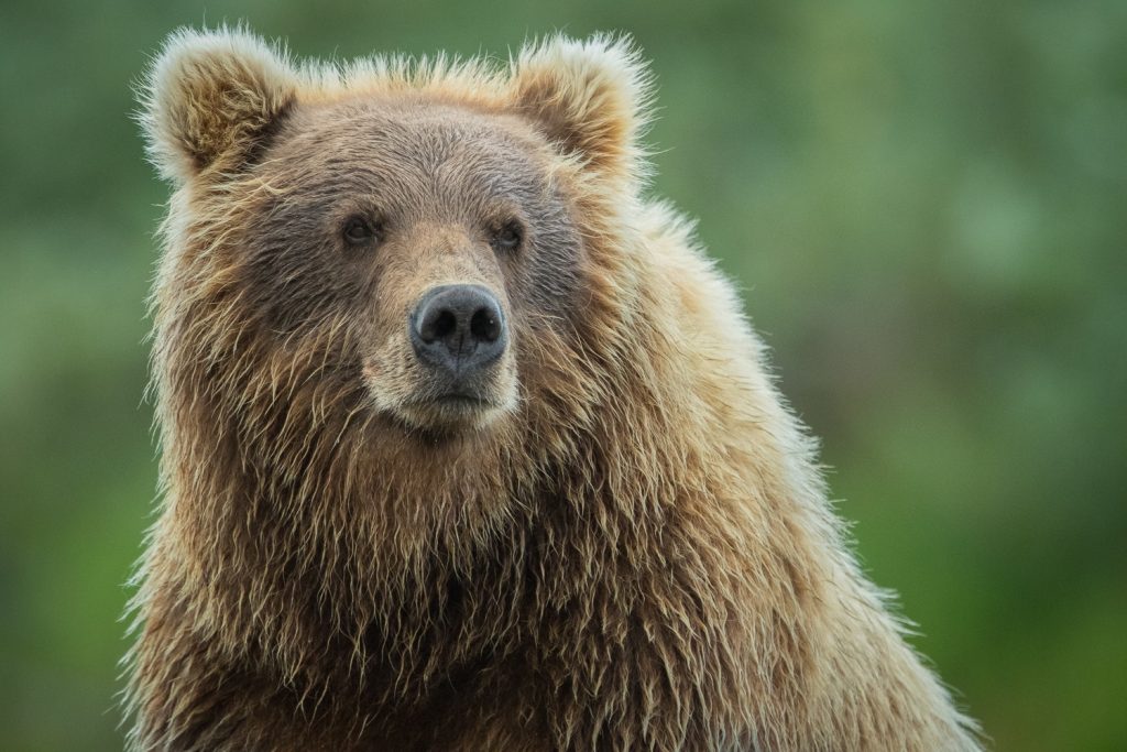 Medvěd v Evropě a v českých zemích: Nikde to nemá lehké! – Epochaplus.cz