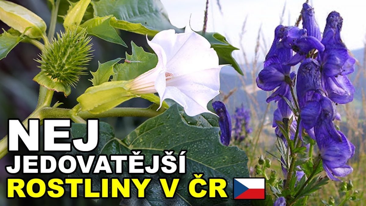 Jaké jsou u nás nejjedovatější rostliny? – Epochaplus.cz