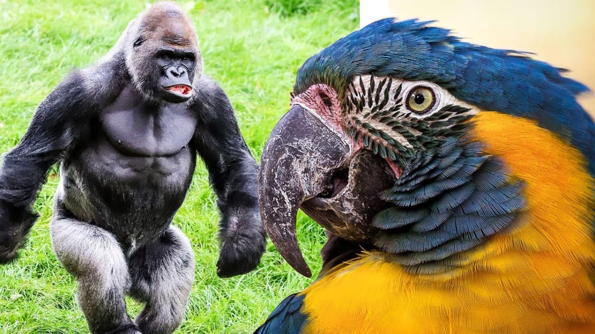 Víte, jaké je nejohroženější zvíře na světě? – Epochaplus.cz