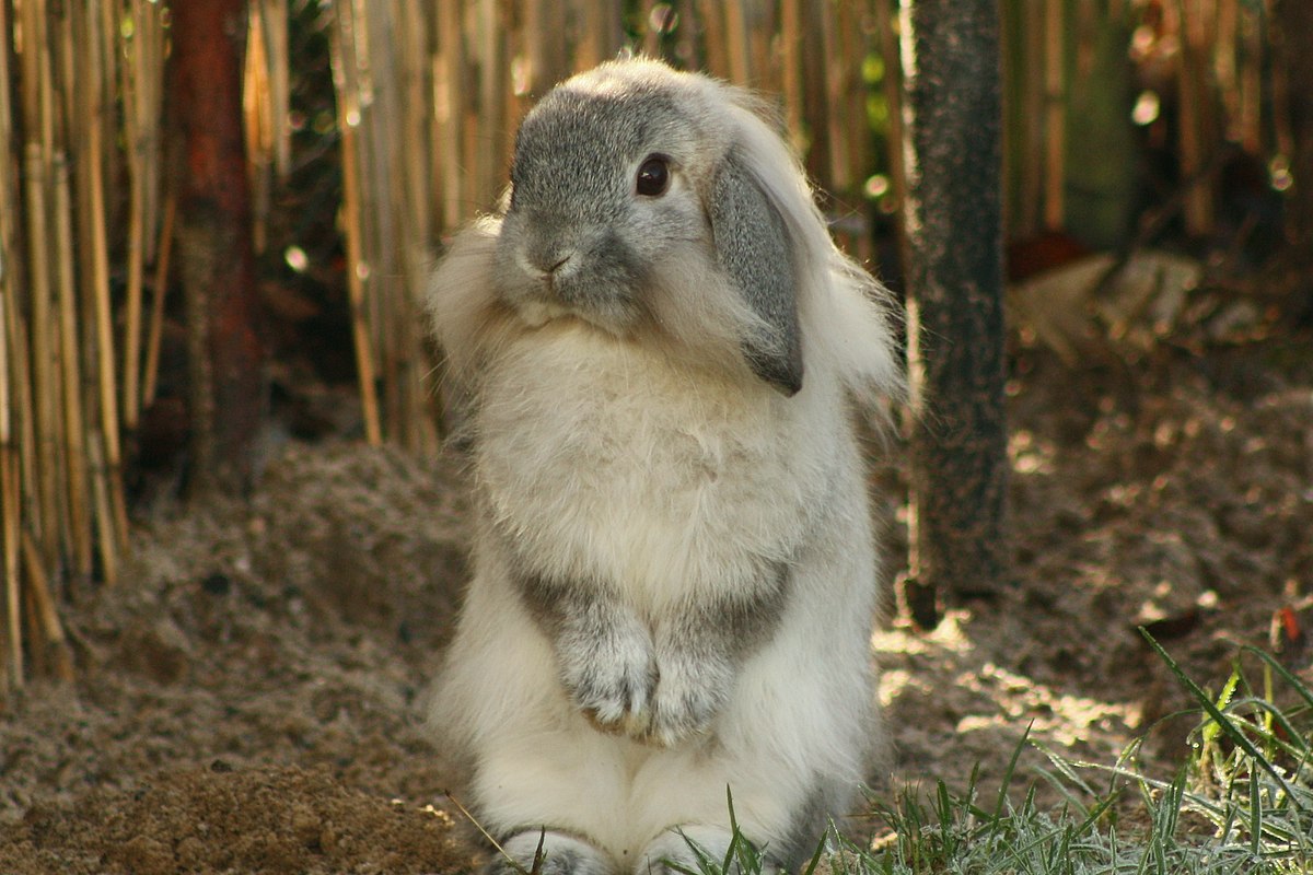 Nikoli Photoshop, nýbrž nanismus – Epochaplus.cz