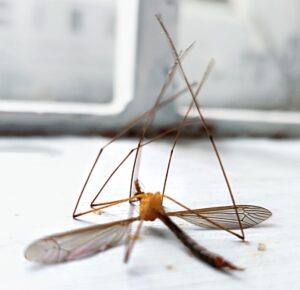 Lomená pyramida v Egyptě se poprvé otevřela veřejnosti – EpochálníSvět.cz