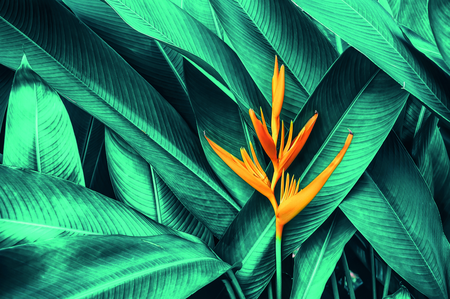 Ostrov ‚Ata a Tonga: Tragická historie a krása tichomořského souostroví ...